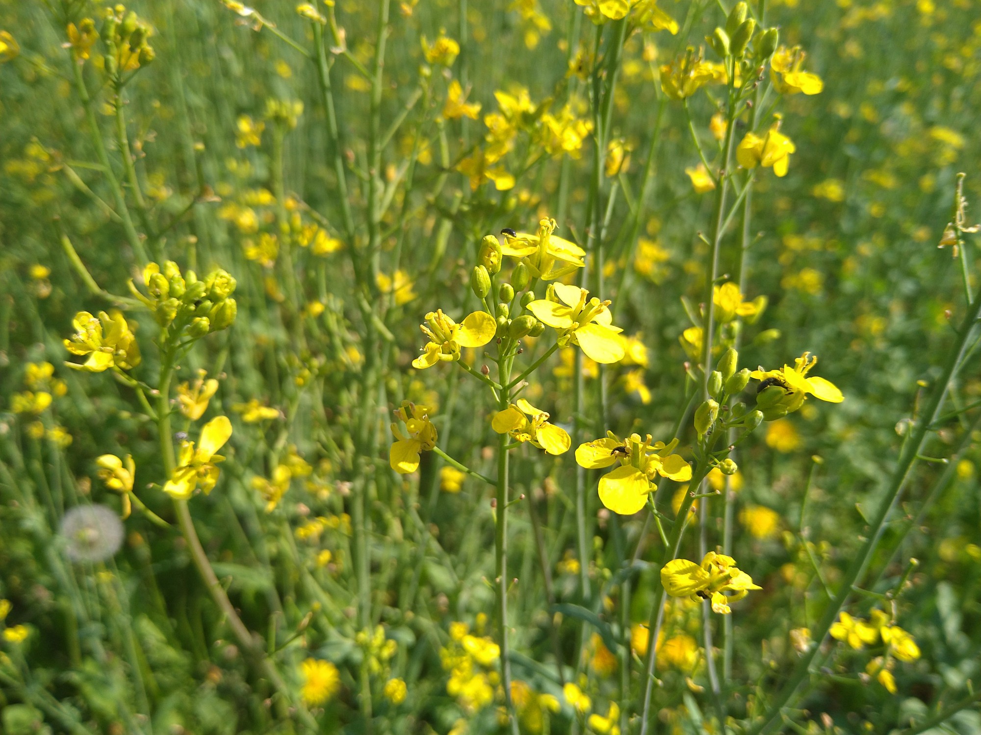 Öljykasvien kasvinsuojelu haltuun -webinaarisarja huhtikuussa 2025 ...